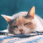 NGA-BBS-Script:NGA论坛增强脚本，给你完全不一样的浏览体验 - AtomGit | GitCode