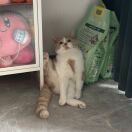 luqi_tan / ohos_react_native - GitCode