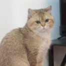 doc · WastingMisaka / cangjie_runtime - GitCode