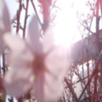 shape-shifter:粒子形状插件 - GitCode