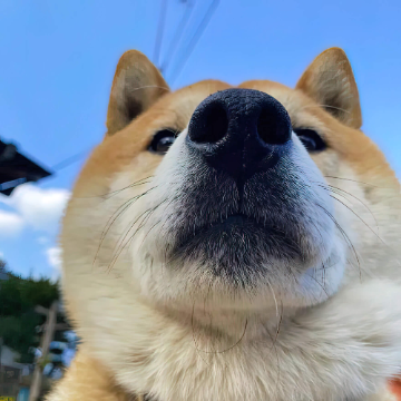 AntdUI:👚 基于 Ant Design 设计语言的 Winform 界面库 - GitCode