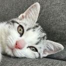 RuoYi-Vue3:🎉 (RuoYi)官方仓库 基于SpringBoot，Spring Security，JWT，Vue3 & Vite、Element Plus 的前后端分离权限管理系统 ...