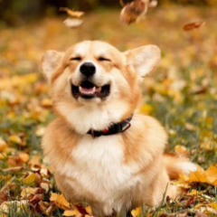 cicd:OpenHarmony CICD 门禁平台 SIG - AtomGit | GitCode