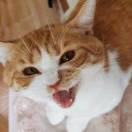 vue3-element-admin:🔥Vue3 + Vite6+ TypeScript + Element-Plus 构建的后台管理前端模板，配套接口文档和后端源码，vue-element ...