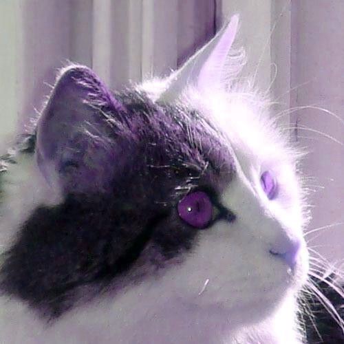 dde-launcher-wayland - AtomGit | GitCode