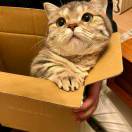 issues - ModelEngine / fit-framework - Gitcode