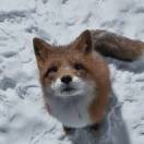 自挂设置批量自定义自动战斗序列 - rainysnow/美食桌面版 - AtomGit | GitCode