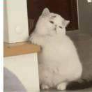 issues - 开源工具包 - Gitcode