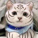 GOT-OCR2.0 - GitCode