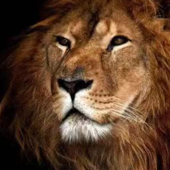 filemanagement_file_api:提供目录和文件的访问操作接口 - AtomGit | GitCode