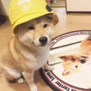 issues - IppClub / Dora-SSR - Gitcode