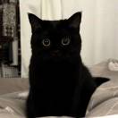 issues - rainysnow/美食桌面版 - AtomGit | GitCode