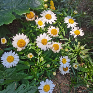 [Bug]: 【动画】缺乏除零和溢出保护-graphic_graphic_2d-AtomGit | GitCode