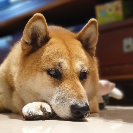 rustdesk:一个开源的远程桌面，是TeamViewer的替代选择。 - AtomGit | GitCode