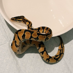 [Bug]: extract wrong range or object-arkcompiler_ets_frontend-AtomGit | GitCode