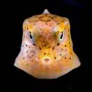 cangjie-demo:Learn Cangjie - AtomGit | GitCode