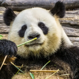 canvas-editor富文本编辑器:官方文档：https://hufe.club/canvas-editor-docs/guide/start.htmlgithub地址：https ...