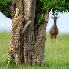 arkanalyzer:方舟分析器：面向ArkTS语言的静态程序分析框架 - GitCode