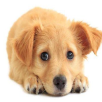 deepseek-ui:deepseek可视化界面项目 - AtomGit | GitCode