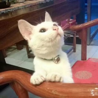 README.md · m0_57836225 / go-mall-master - GitCode