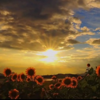 issues - openGauss/openGauss-embedded - AtomGit | GitCode