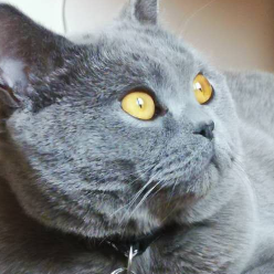 useriam_user_auth_framework - AtomGit | GitCode