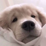 multimedia_audio_framework/frameworks · OpenHarmony/multimedia_audio_framework - GitCode