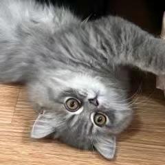 issues - ModelEngine / fit-framework - Gitcode